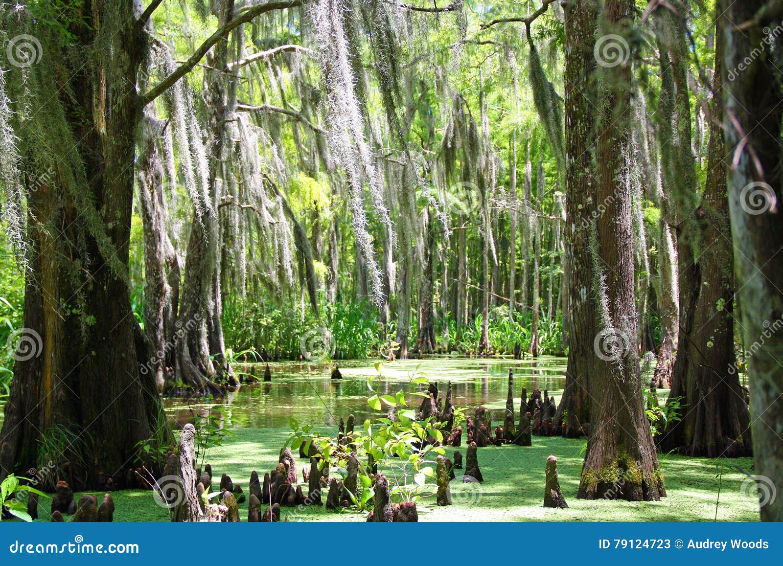 Louisiana Swamp Sunset And Silhouettes Stock Image | CartoonDealer.com ...