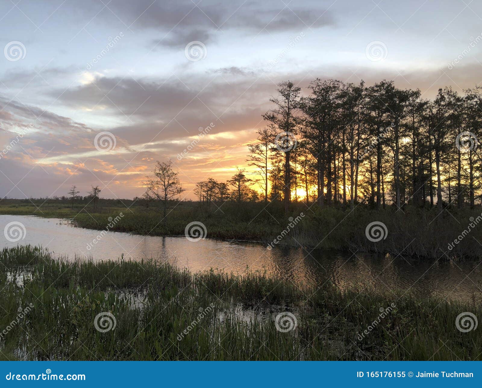 Louisiana Swamp Sunset Silhouette and Reflections Stock Image - Image ...