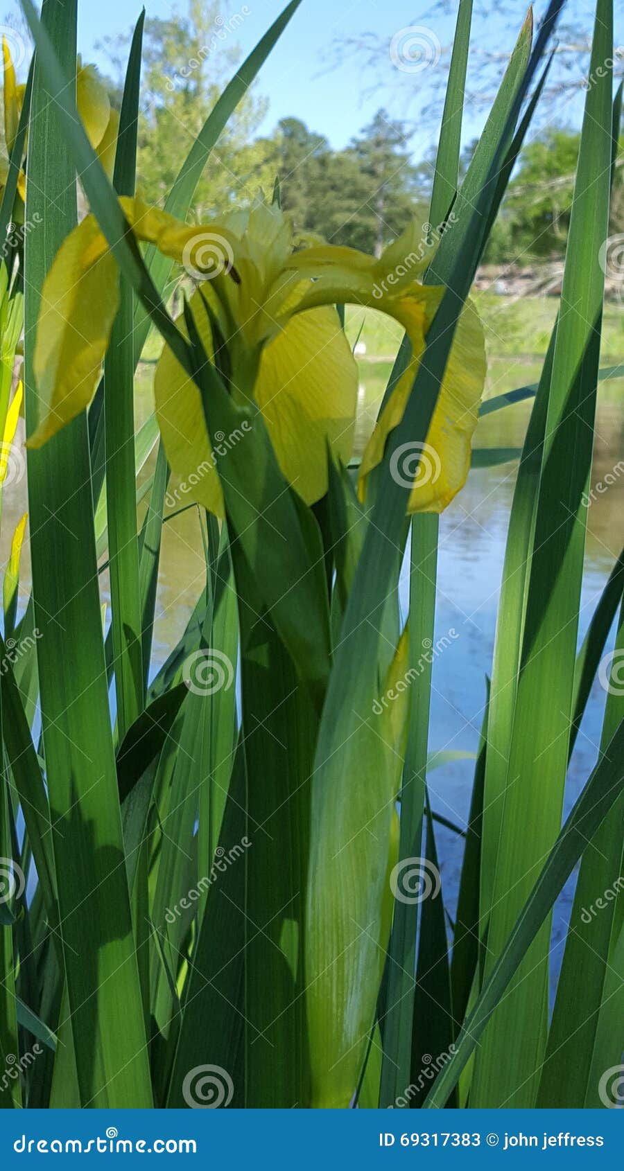 Louisiana wild yellow Iris stock image. Image of louisiana - 69317383