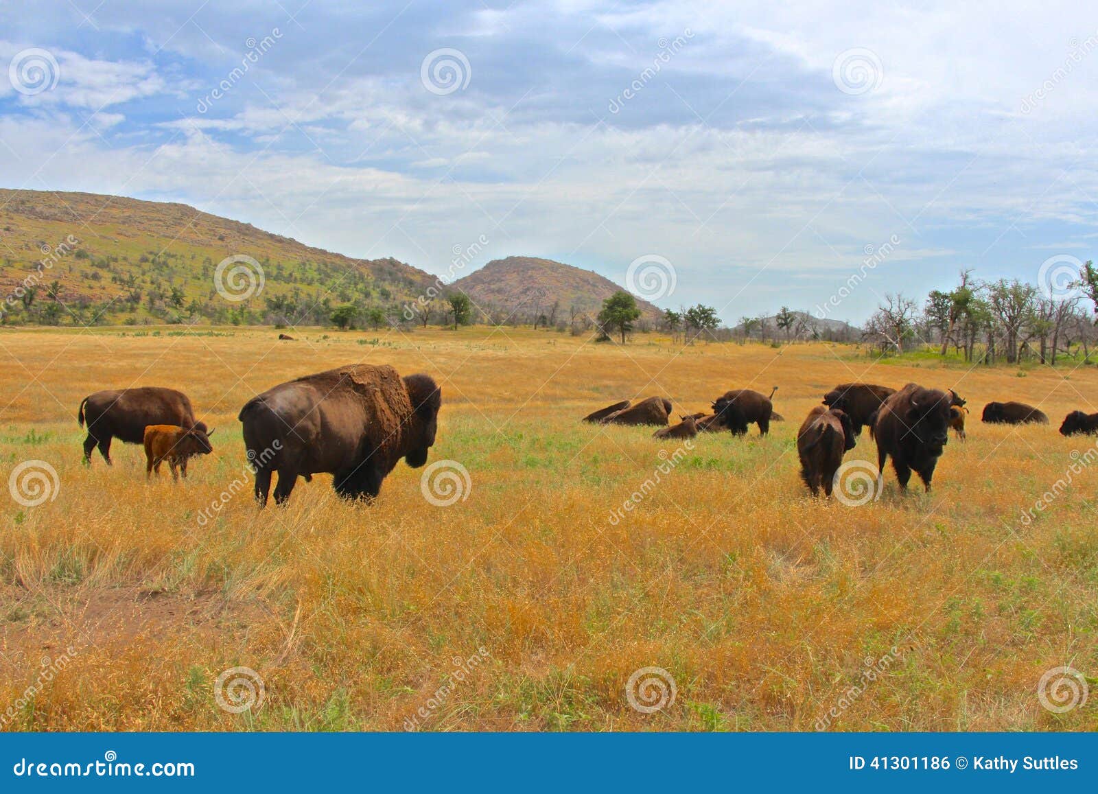 Lounging Buffalo Herd stock photo. Image of relaxed, bull - 41301186
