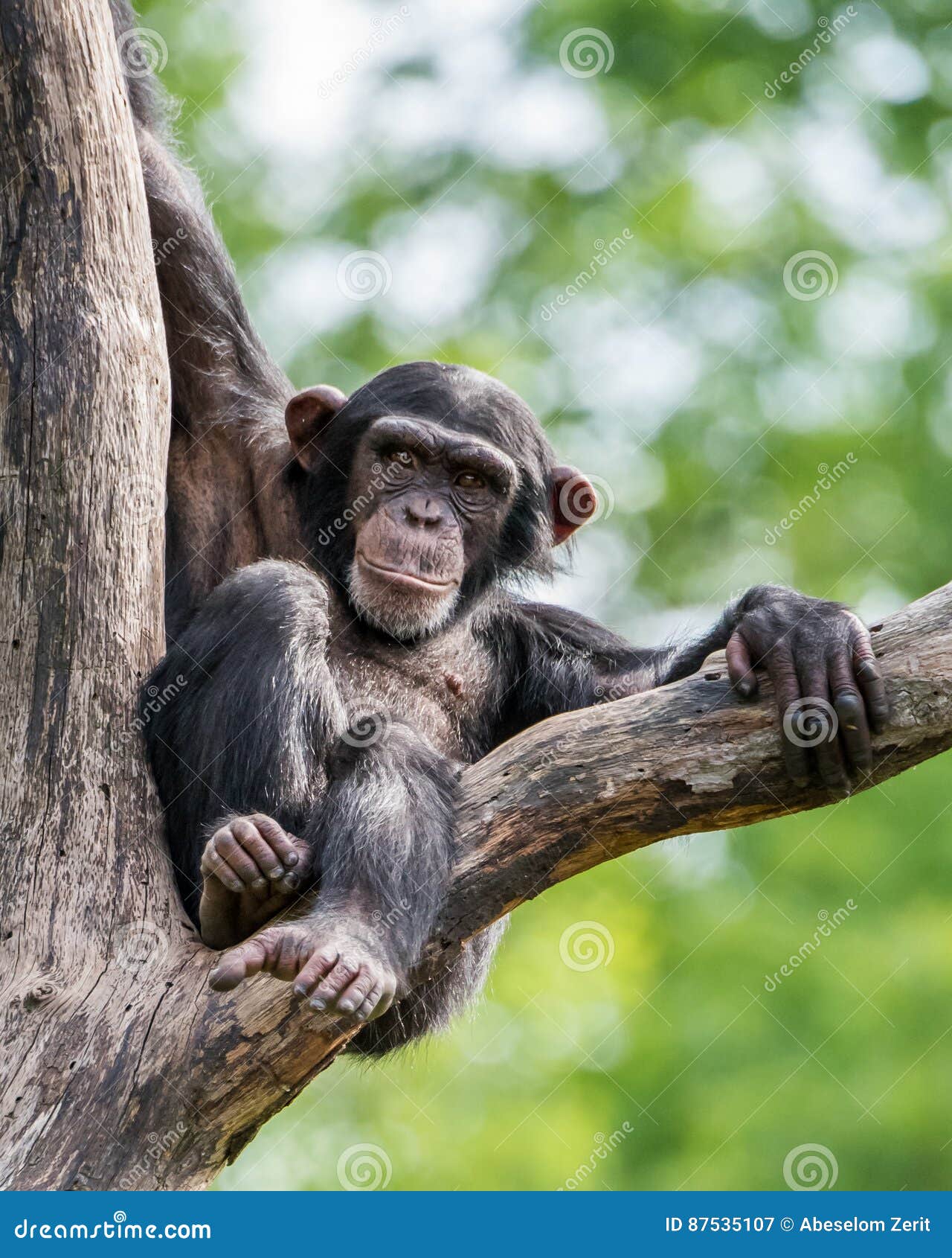 Lounging Chimp stock image. Image of animal, young, infant - 87535107