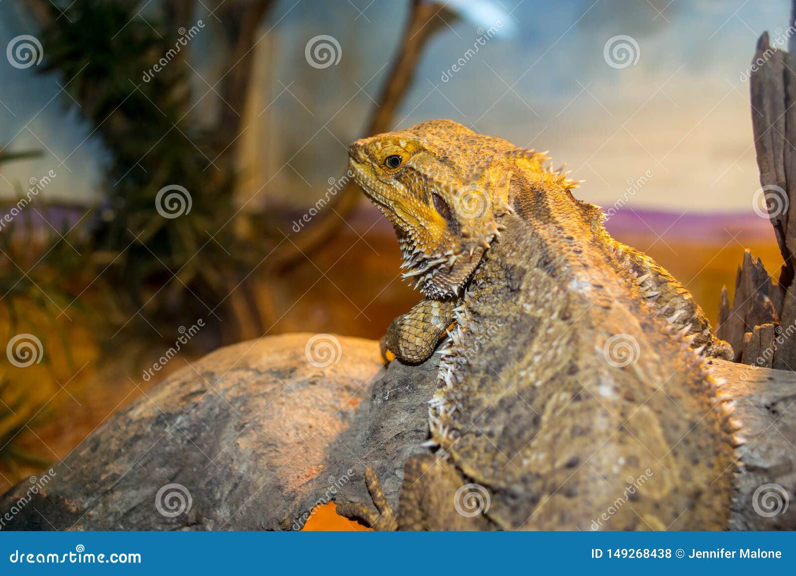 Lounging Lizard stock photo. Image of beautiful, amphibian - 149268438