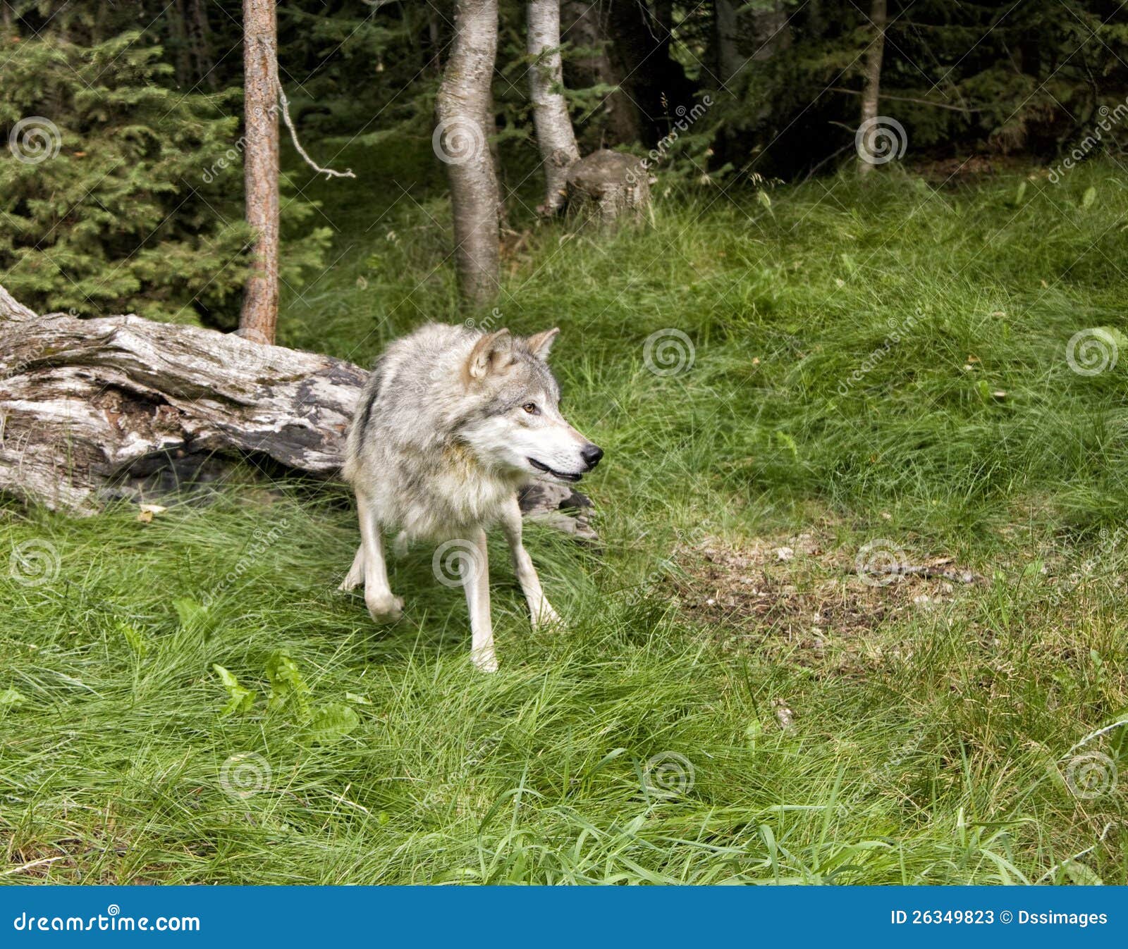 Loup ahuri image stock. Image du attentif, canin, canis - 26349823