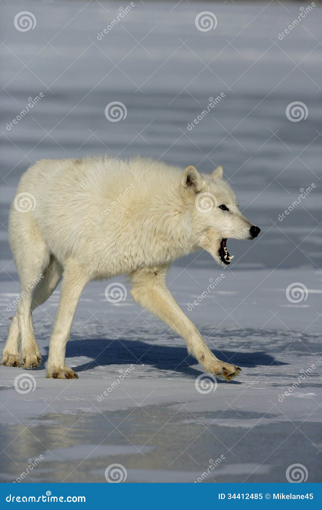 Loup Arctique, Arctos De Lupus De Canis Image stock - Image du glace ...