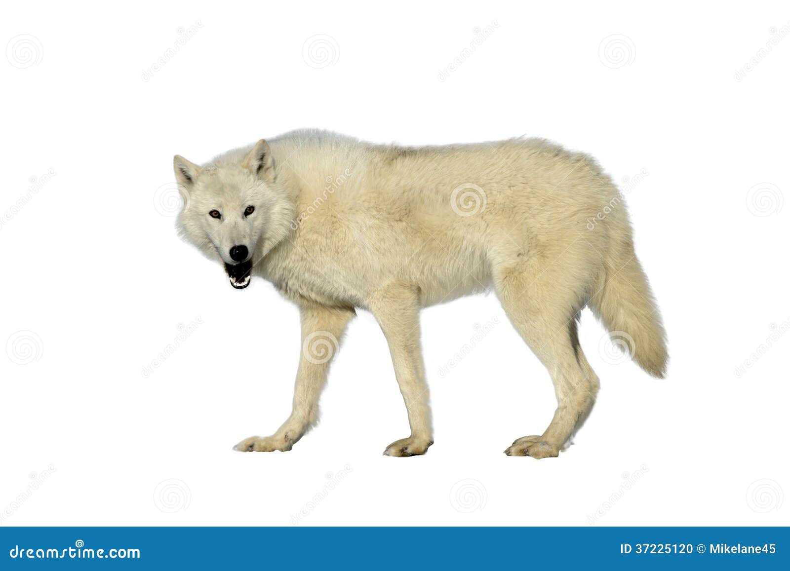 Loup Arctique, Arctos De Lupus De Canis Photo stock - Image du sauvage ...
