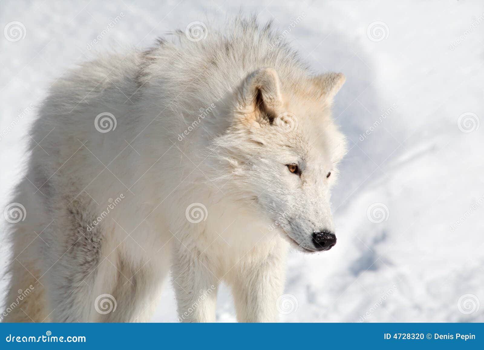 Loup Arctique Dans La Neige Photo stock - Image du faune, polaire: 4728320