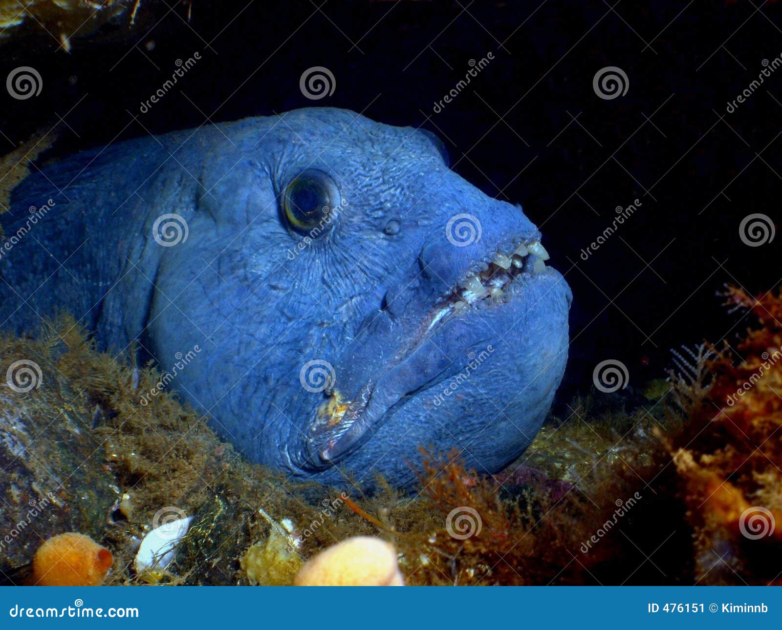 Loup atlantique image stock. Image du poissons, île, fundy - 476151