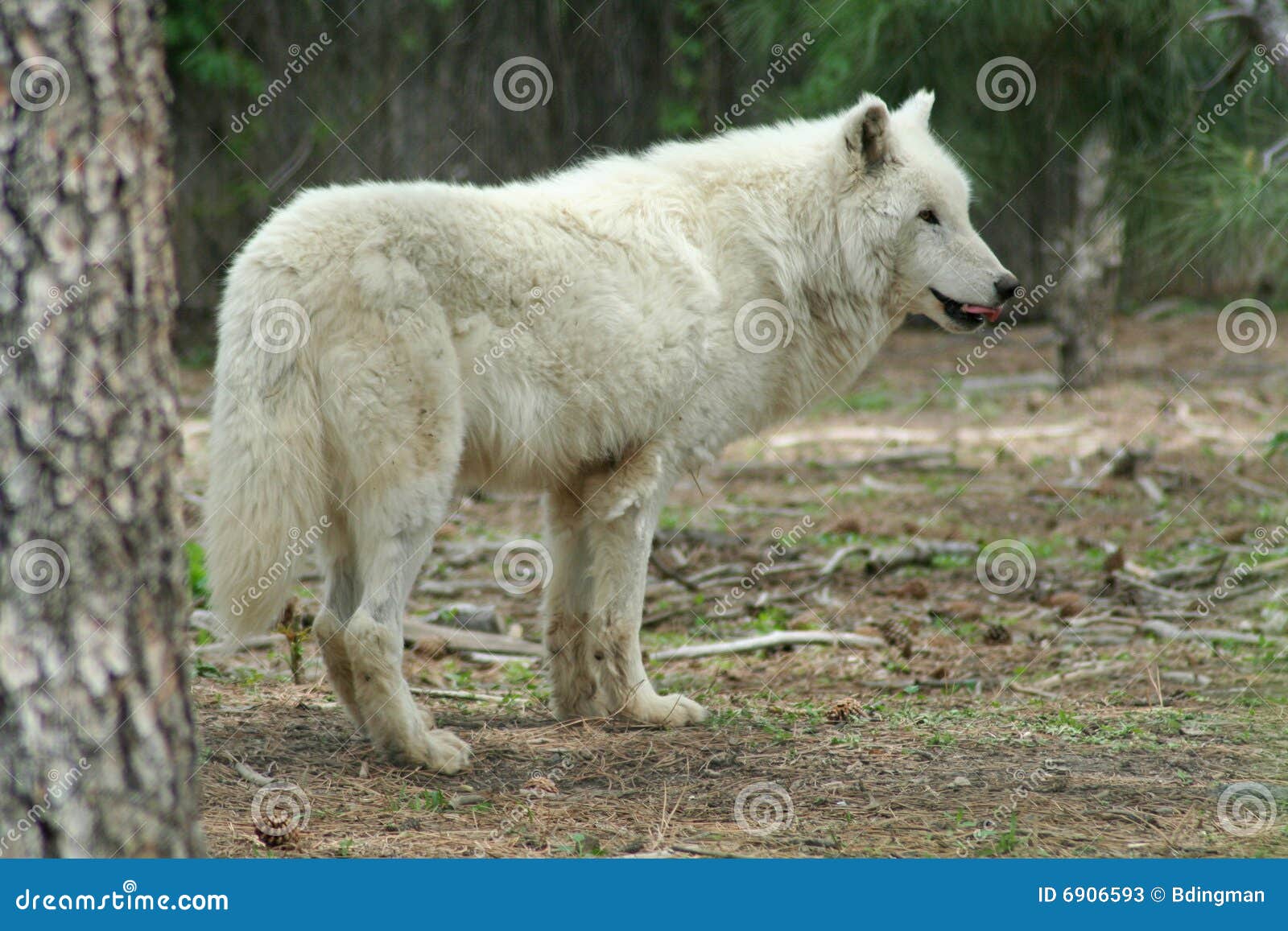 Loup blanc image stock. Image du prédateur, nord, fourrure - 6906593