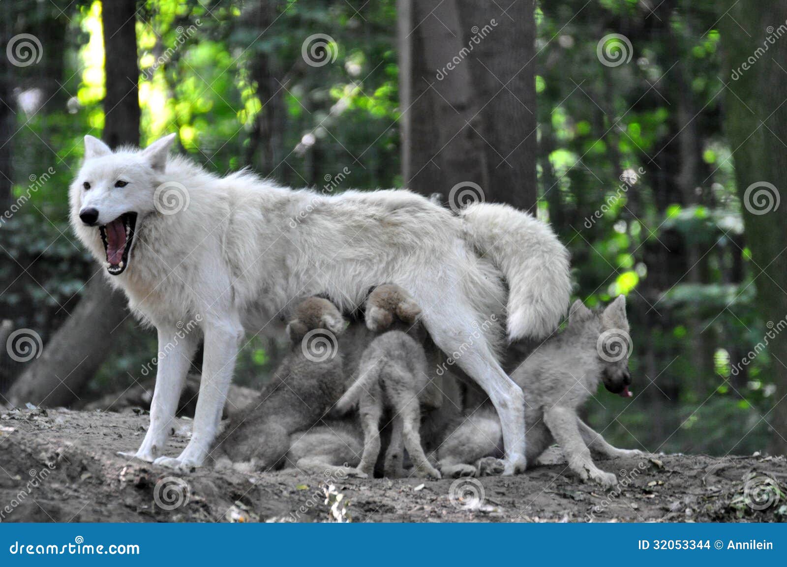 Loup blanc arctique photo stock. Image of race, mangez - 32053344