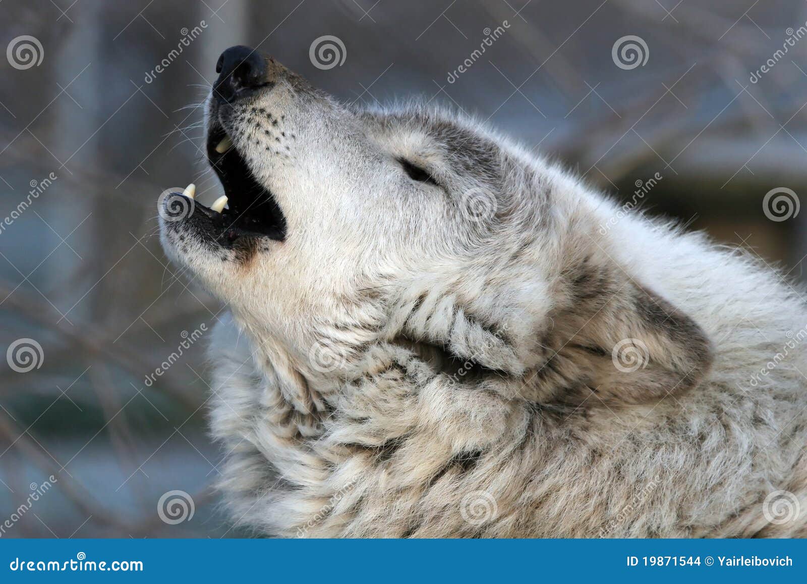 Loup d'hurlement photo stock. Image du hurlement, lupus - 19871544