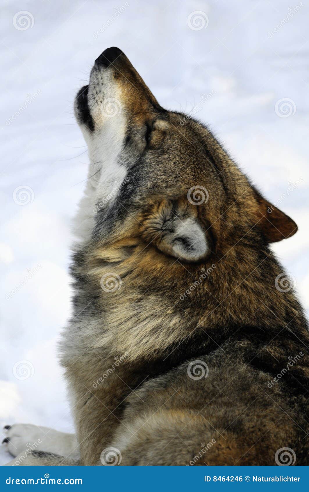 Loup d'hurlement photo stock. Image du canin, appeler - 8464246