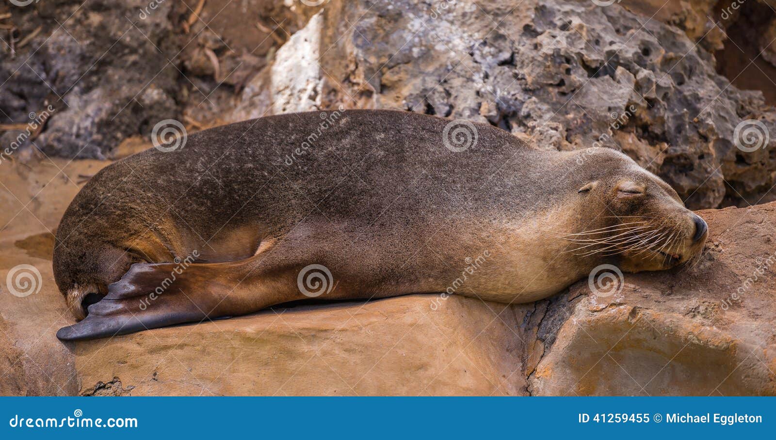 Loup de mer 2 image stock. Image du détente, australien - 41259455