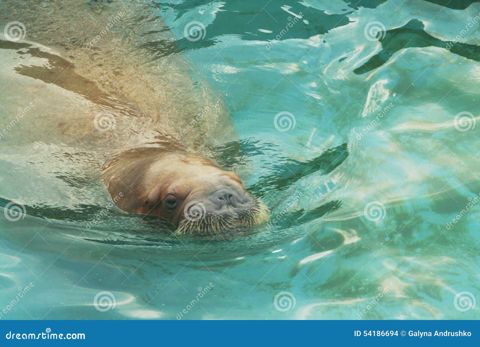 Loup de mer 2 photo stock. Image du pêche, mammifère - 54186694