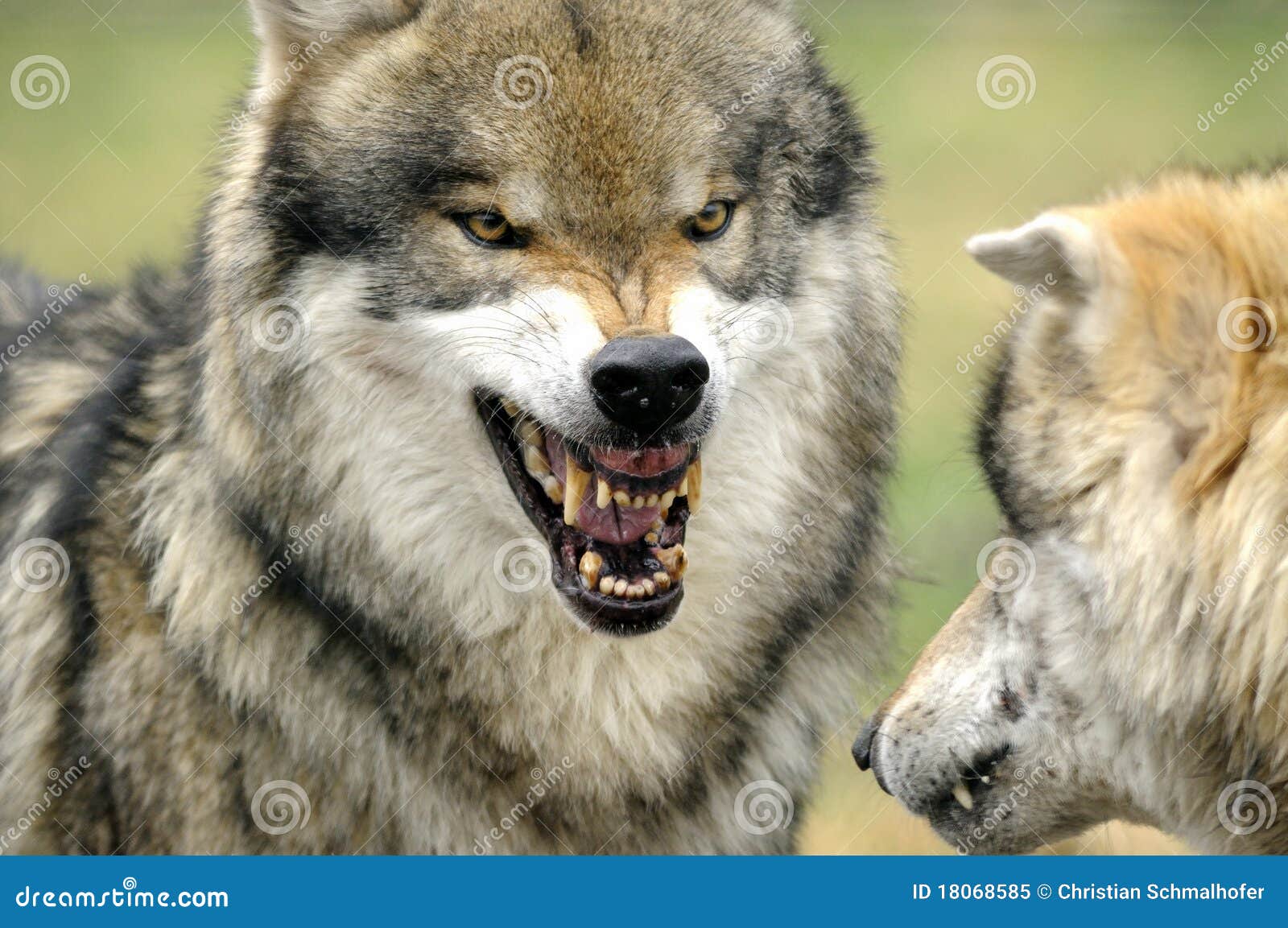 Loup gris (lupus de Canis) image stock. Image du positionnement - 18068585