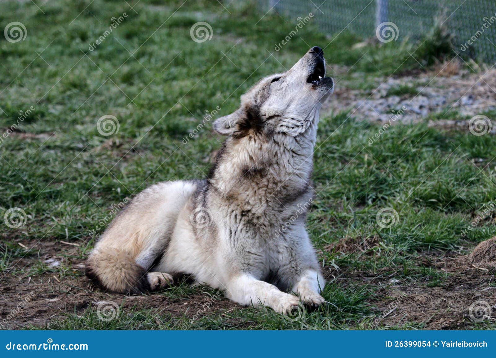 Loup hurlant photo stock. Image du hurlement, herbe, prédateur - 26399054