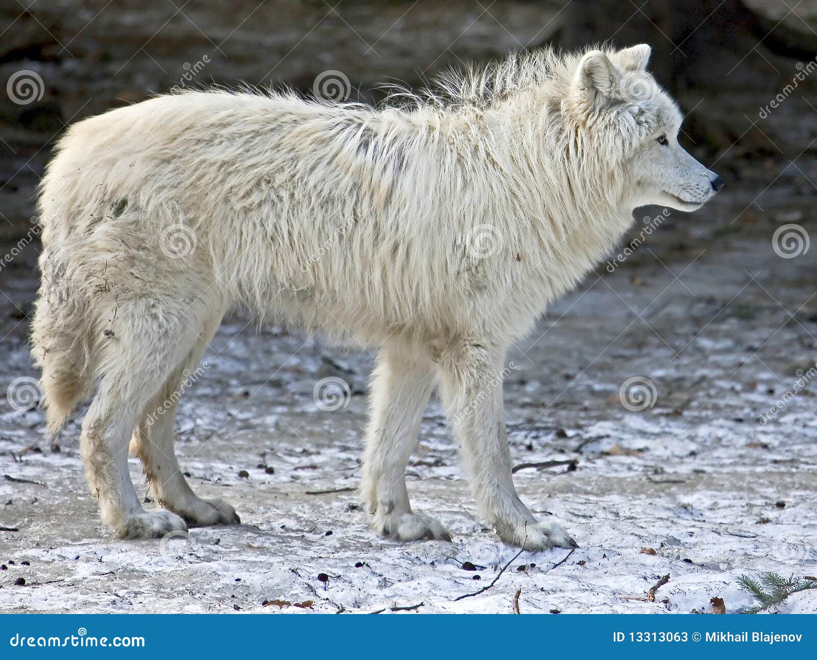 Loup polaire 10 image stock. Image du prédateur, nord - 13313063