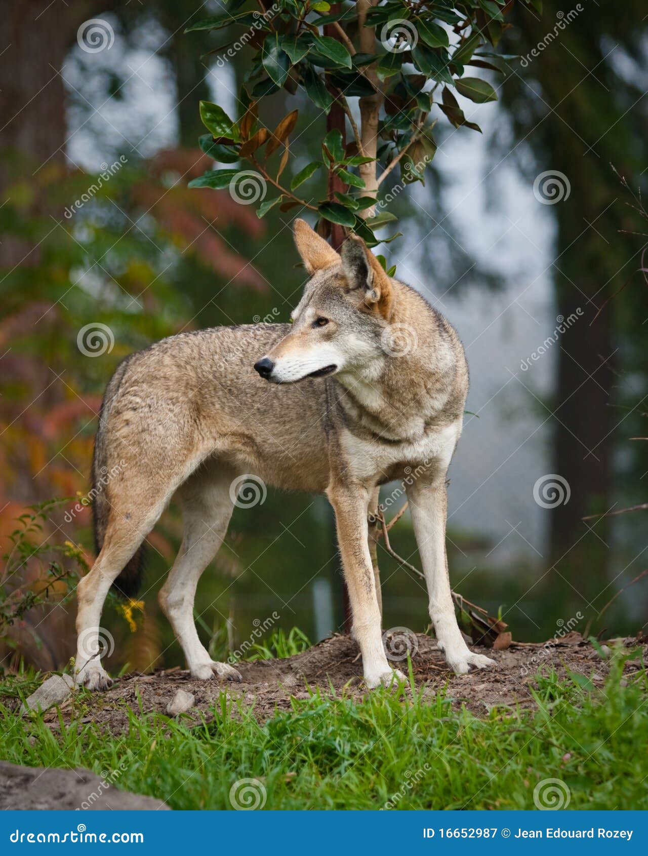 Loup rouge image stock. Image du paquet, animal, canin - 16652987