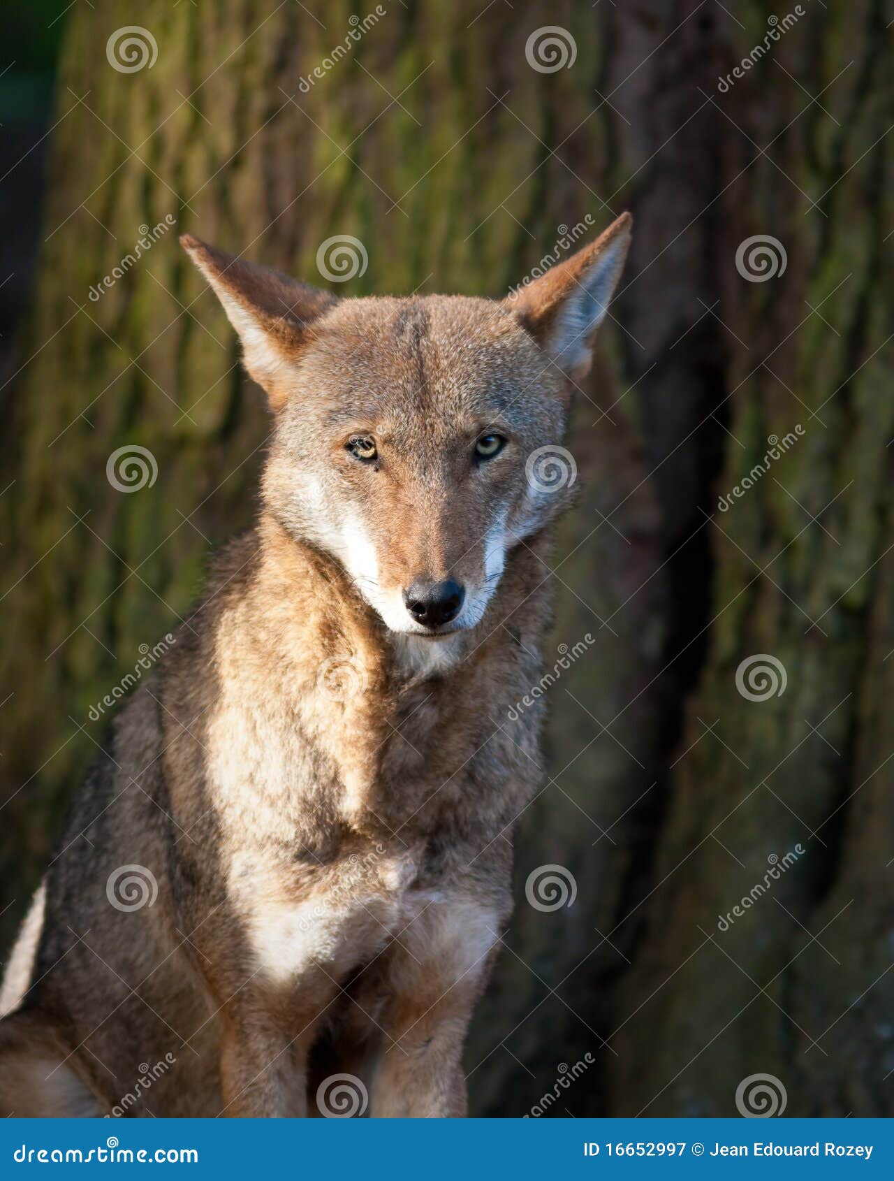 Loup rouge image stock. Image du animal, prédateur, rouge - 16652997