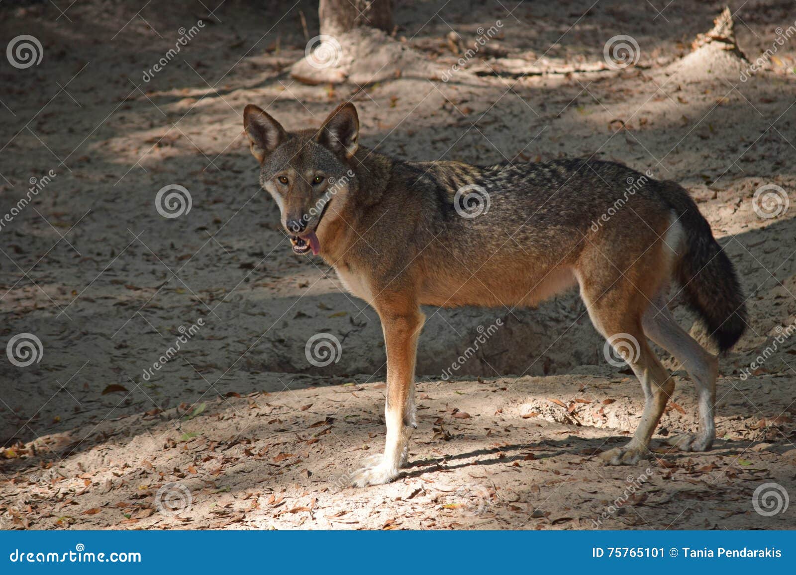Loup rouge mis en danger image stock. Image du masculin - 75765101