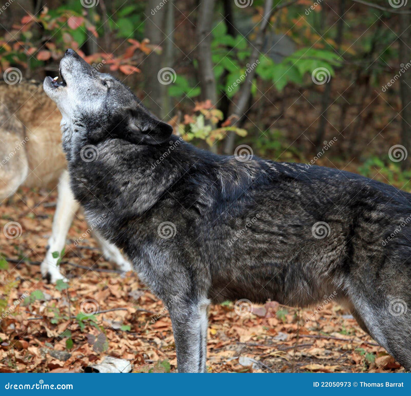 Loup sauvage hurlant image stock. Image du animal, journal - 22050973
