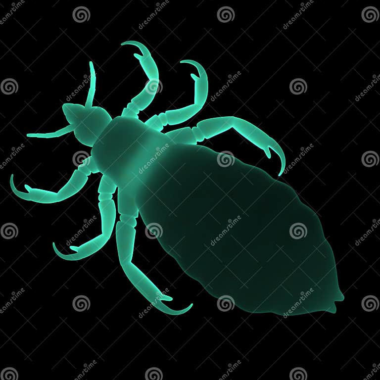 Louse stock illustration. Illustration of animal, chignon - 11857205