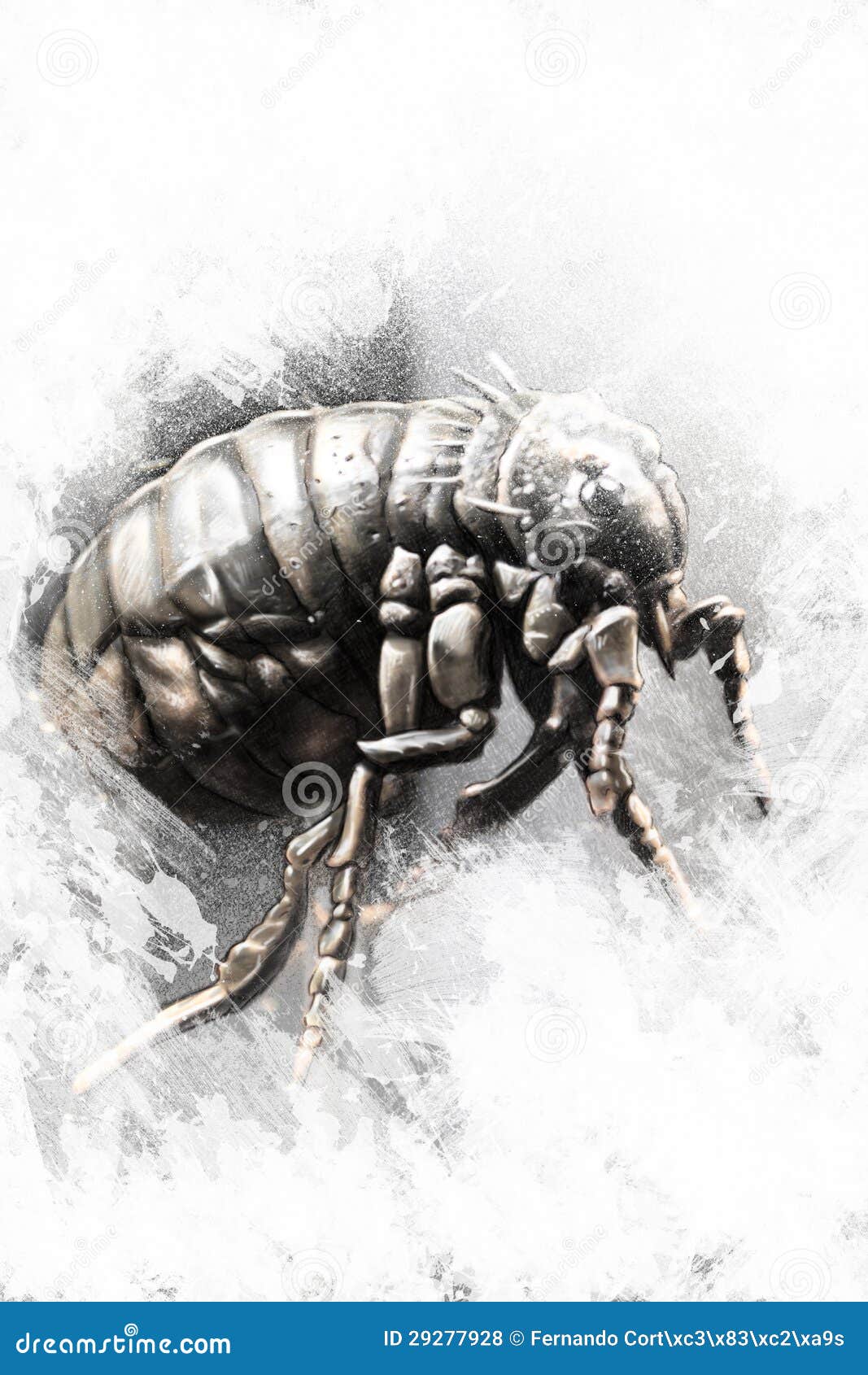 Body Louse Illustration, Drawing, Engraving, Ink, Line Art, Vector ...