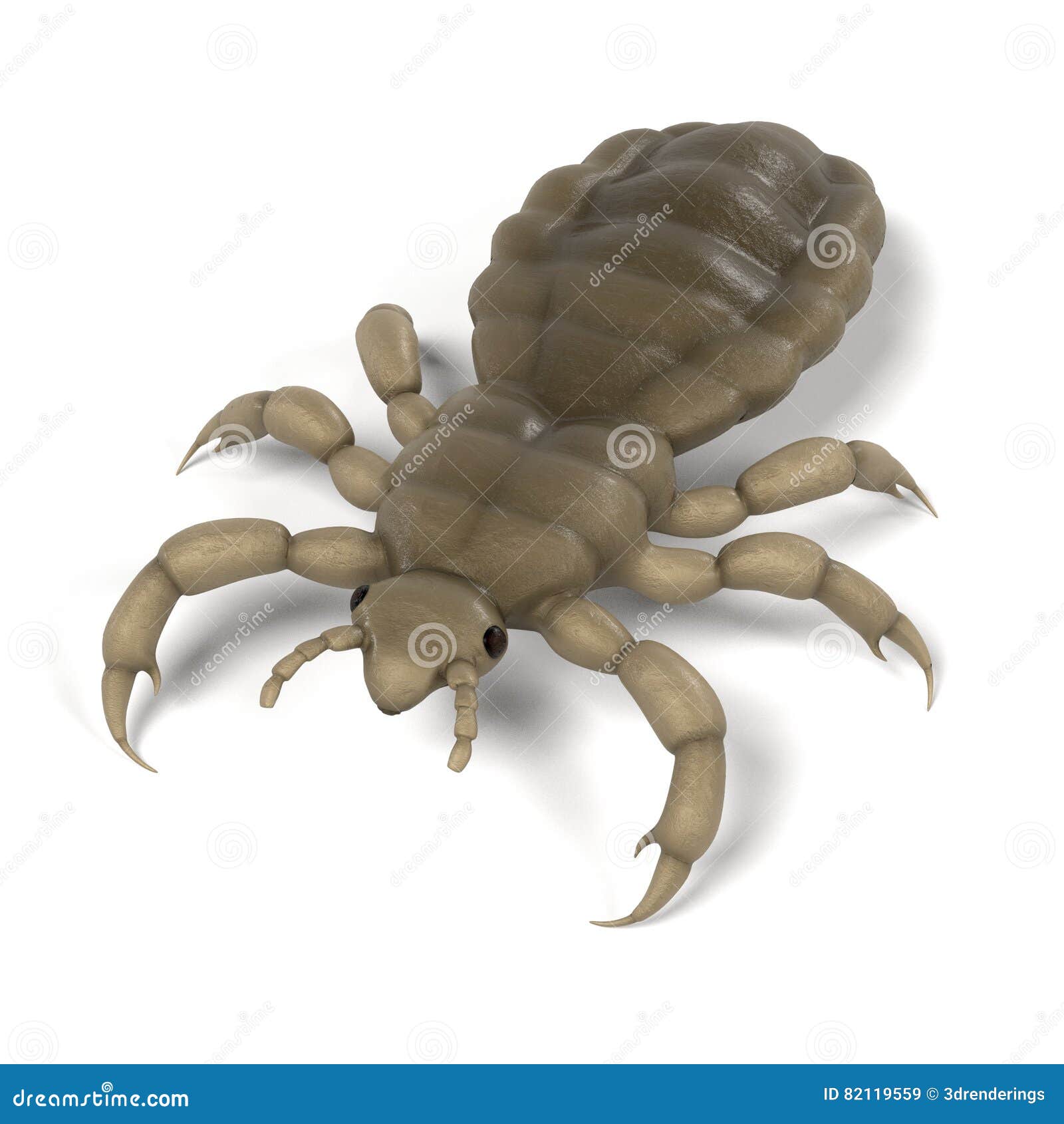 Louse stock illustration. Illustration of parasite, hair - 82119559