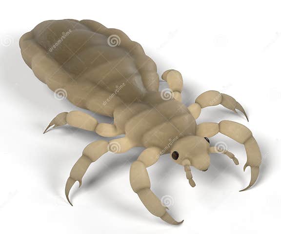 Louse stock illustration. Illustration of sucking, disease - 82531159