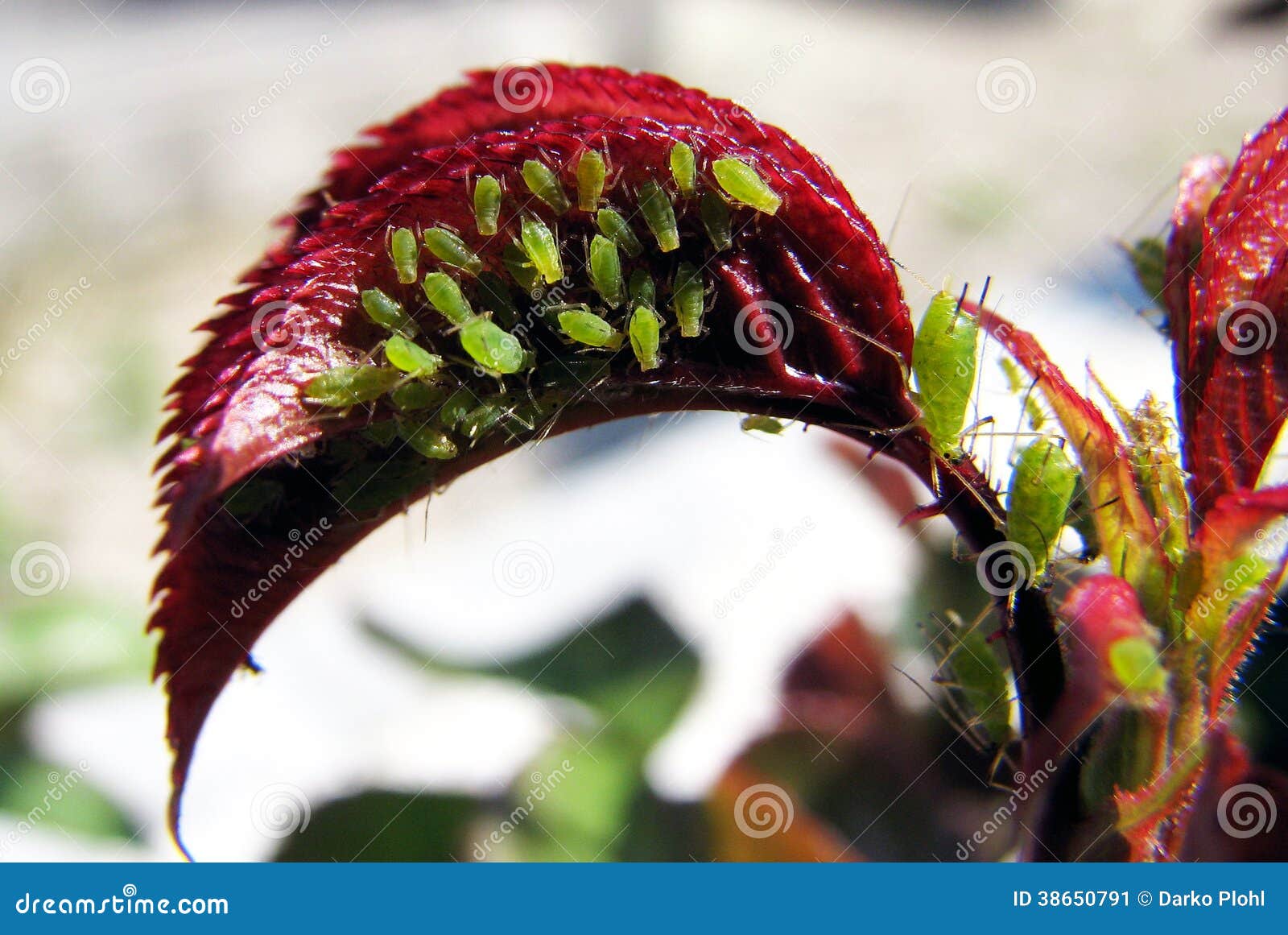 Louse on the rose leaf stock image. Image of ornamental - 38650791