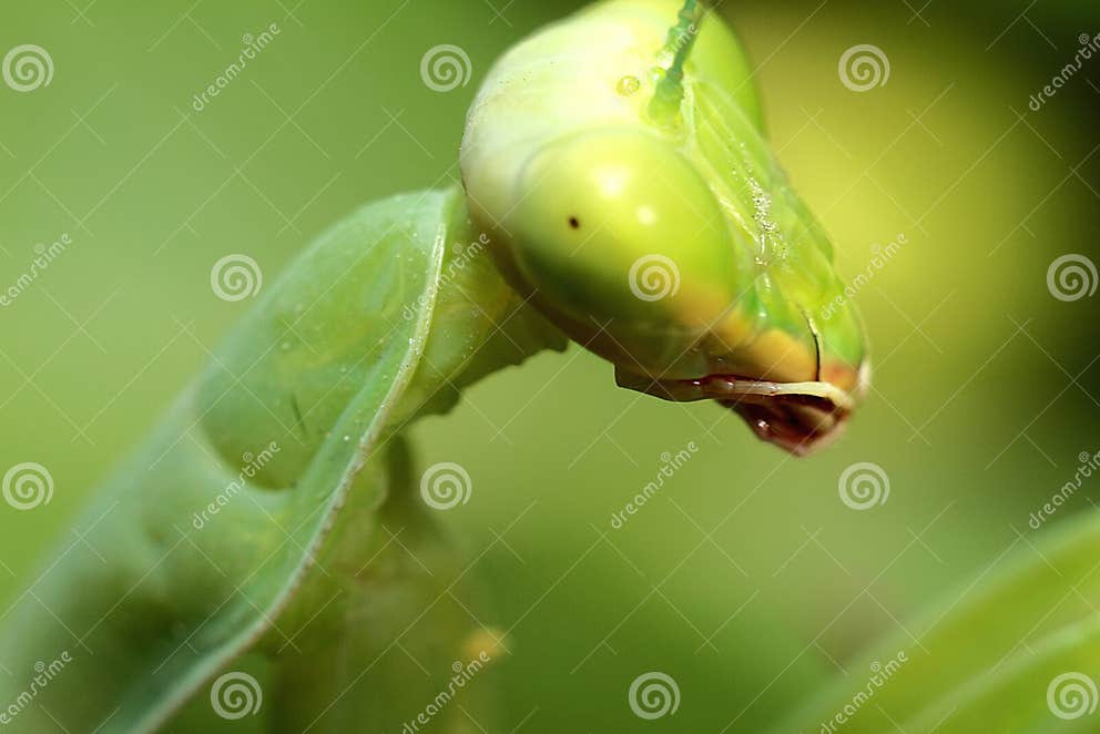 Louva-a-deus do inseto foto de stock. Imagem de animal - 92997866