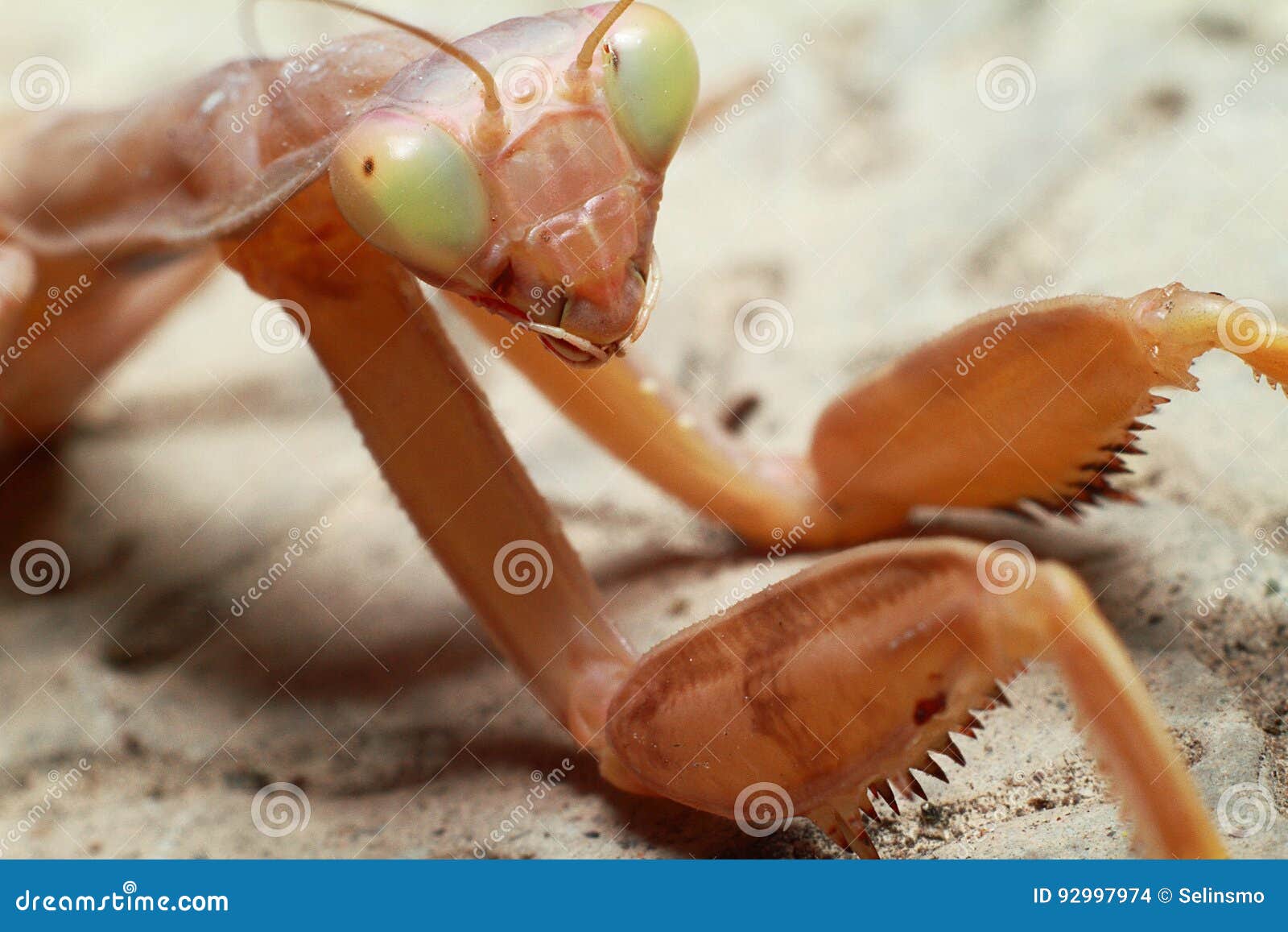 Louva-a-deus do inseto foto de stock. Imagem de flores - 92997974