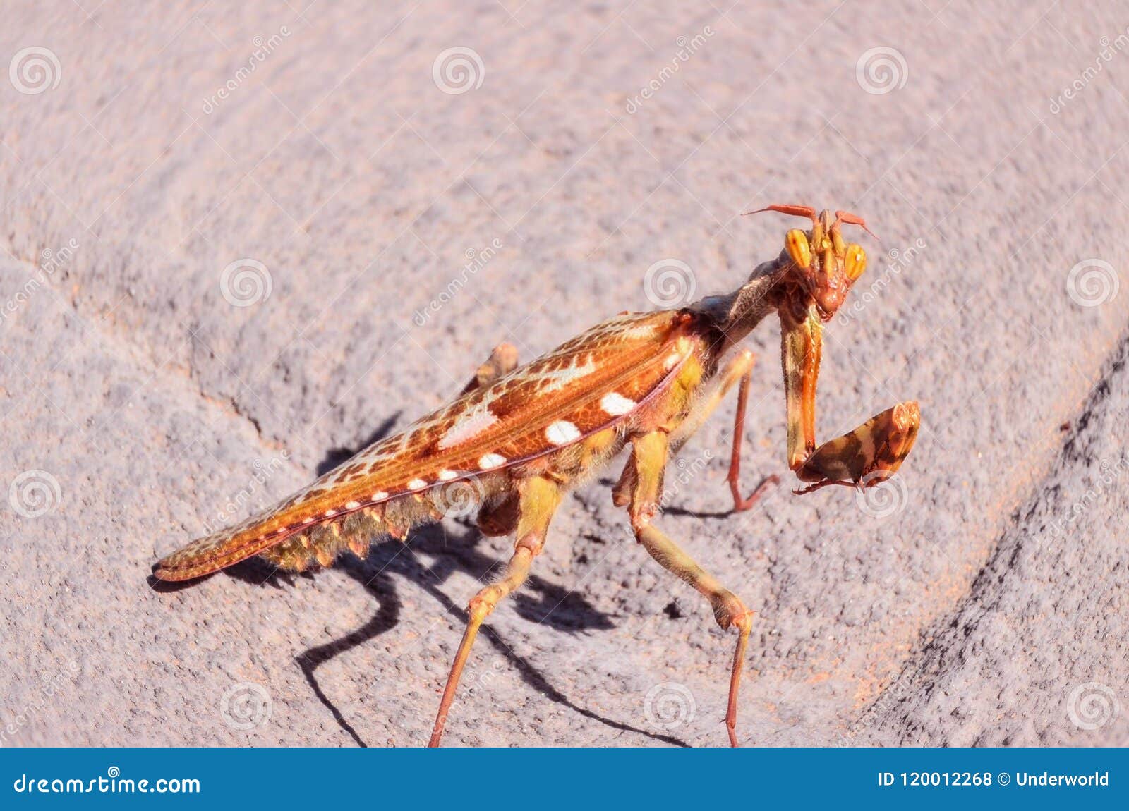 Louva-a-deus Religiosa Do Inseto Foto de Stock - Imagem de invertebrado ...