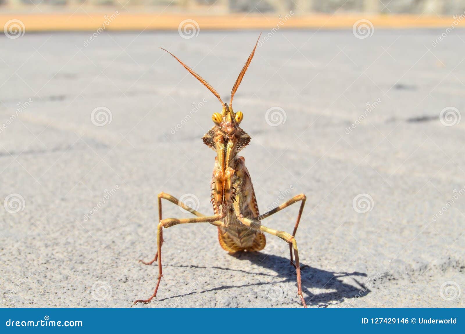 Louva-a-deus Religiosa Do Inseto Foto de Stock - Imagem de fêmea, olhar ...