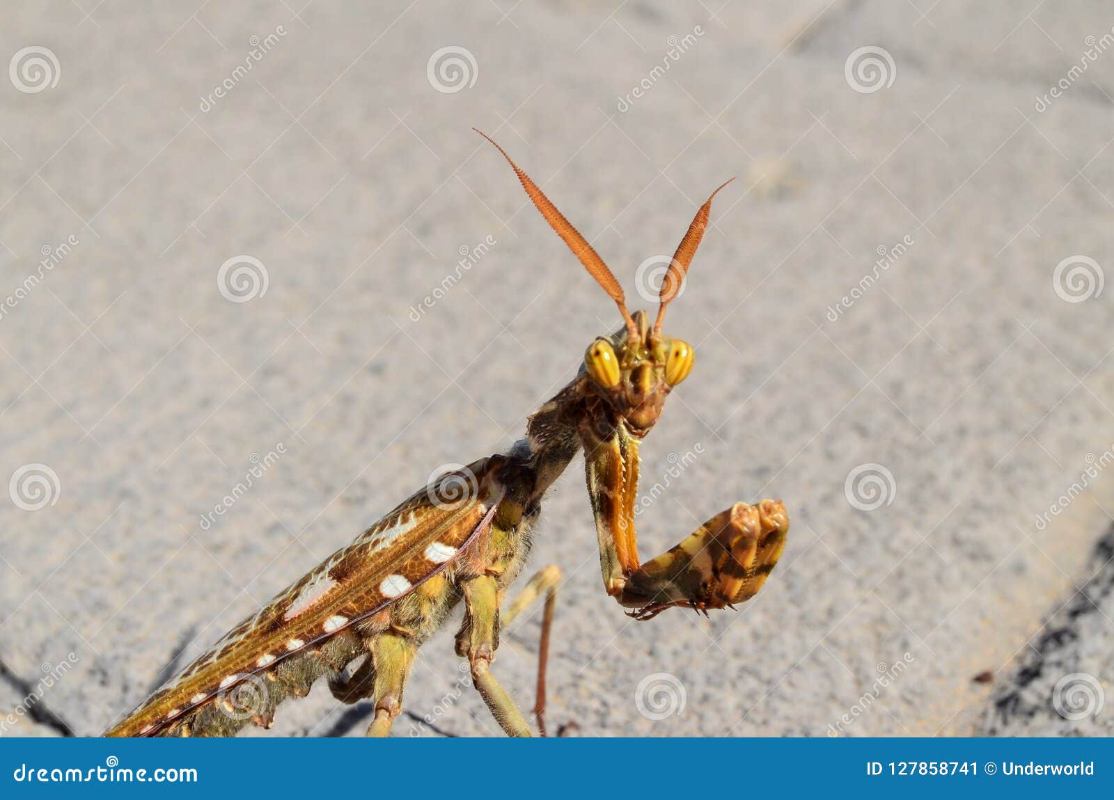 Louva-a-deus Religiosa Do Inseto Imagem de Stock - Imagem de wildlife ...