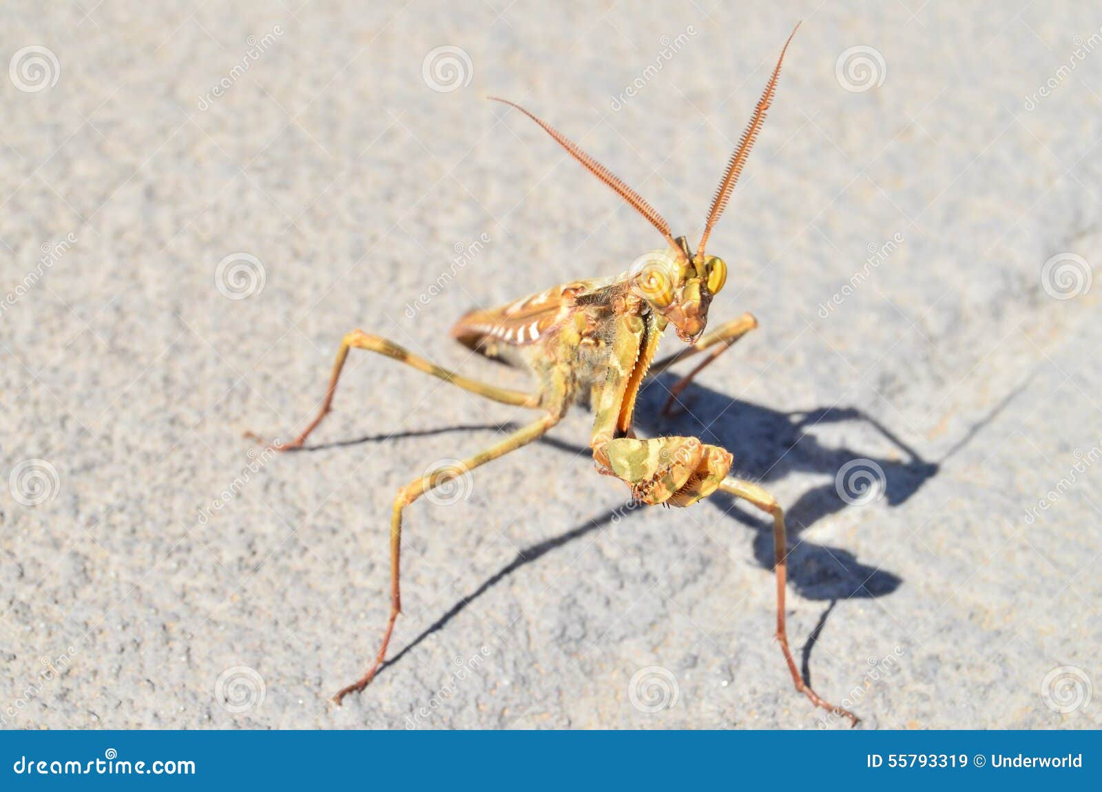 Louva-a-deus Religiosa Do Inseto Imagem de Stock - Imagem de animal ...