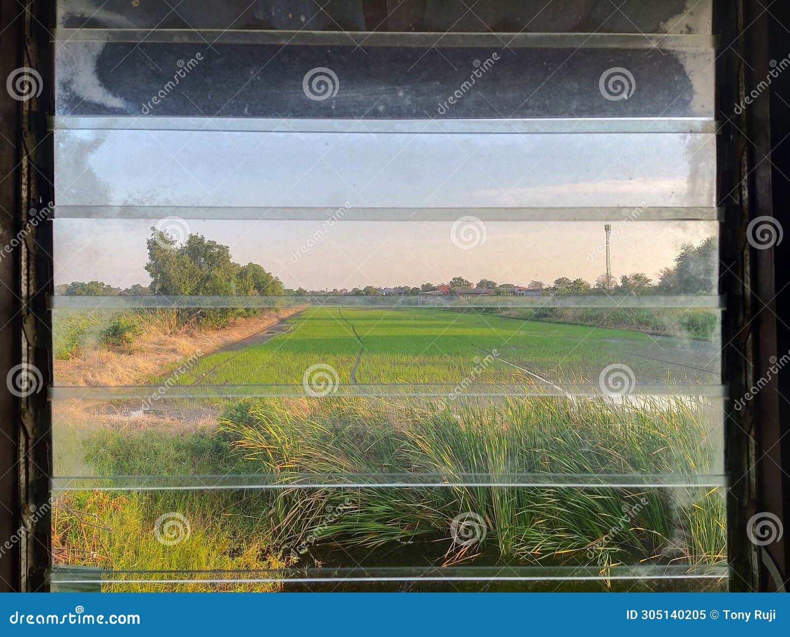 Louvered Windows Offers a View of the Rice Fields Stock Image - Image ...