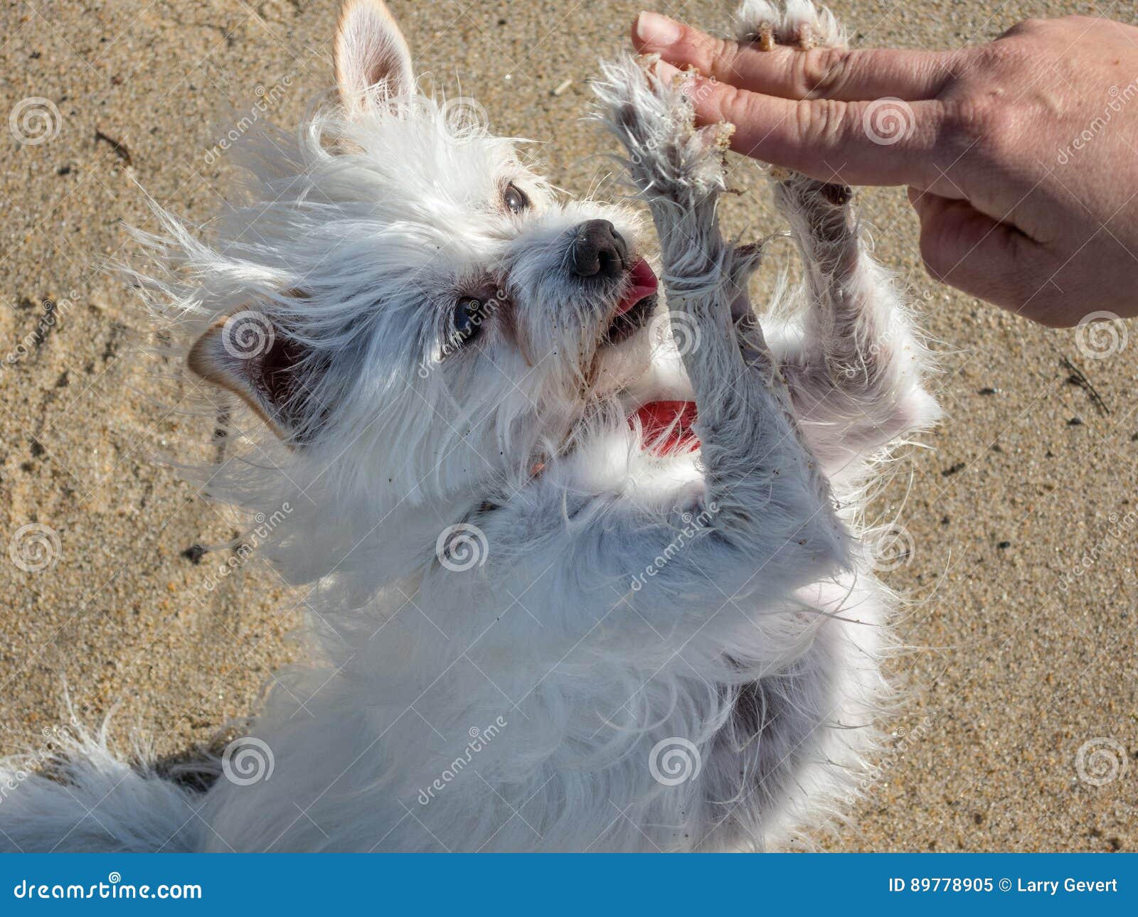 Lovable little dog stock image. Image of attention, friendly - 89778905