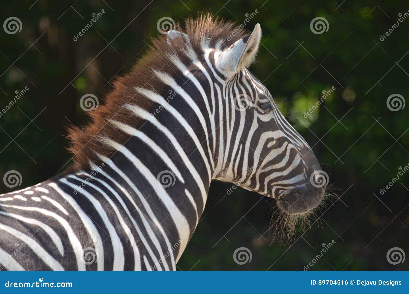Lovable Profile of a Zebra with Bold Markings Stock Photo - Image of ...