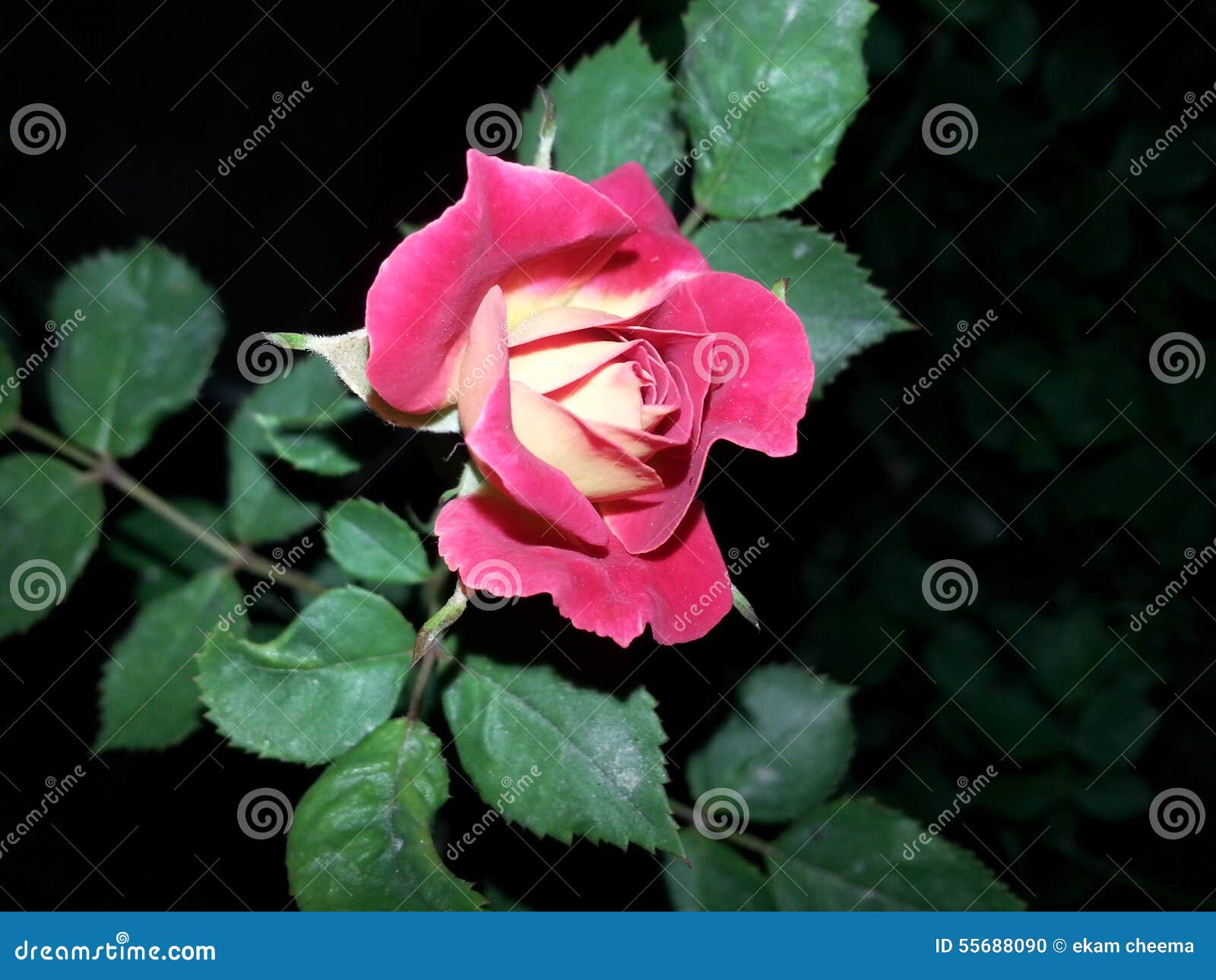 Lovable rose stock photo. Image of rose, lovable, colour - 55688090