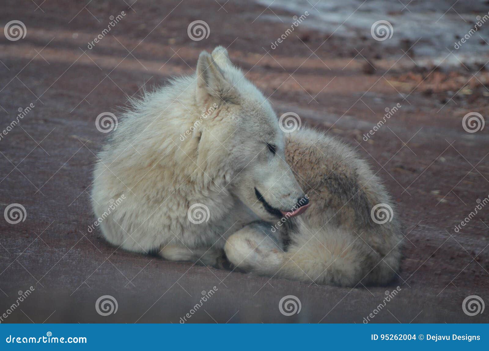 Lovable Small White Wolf on a Beach Stock Photo - Image of predator ...