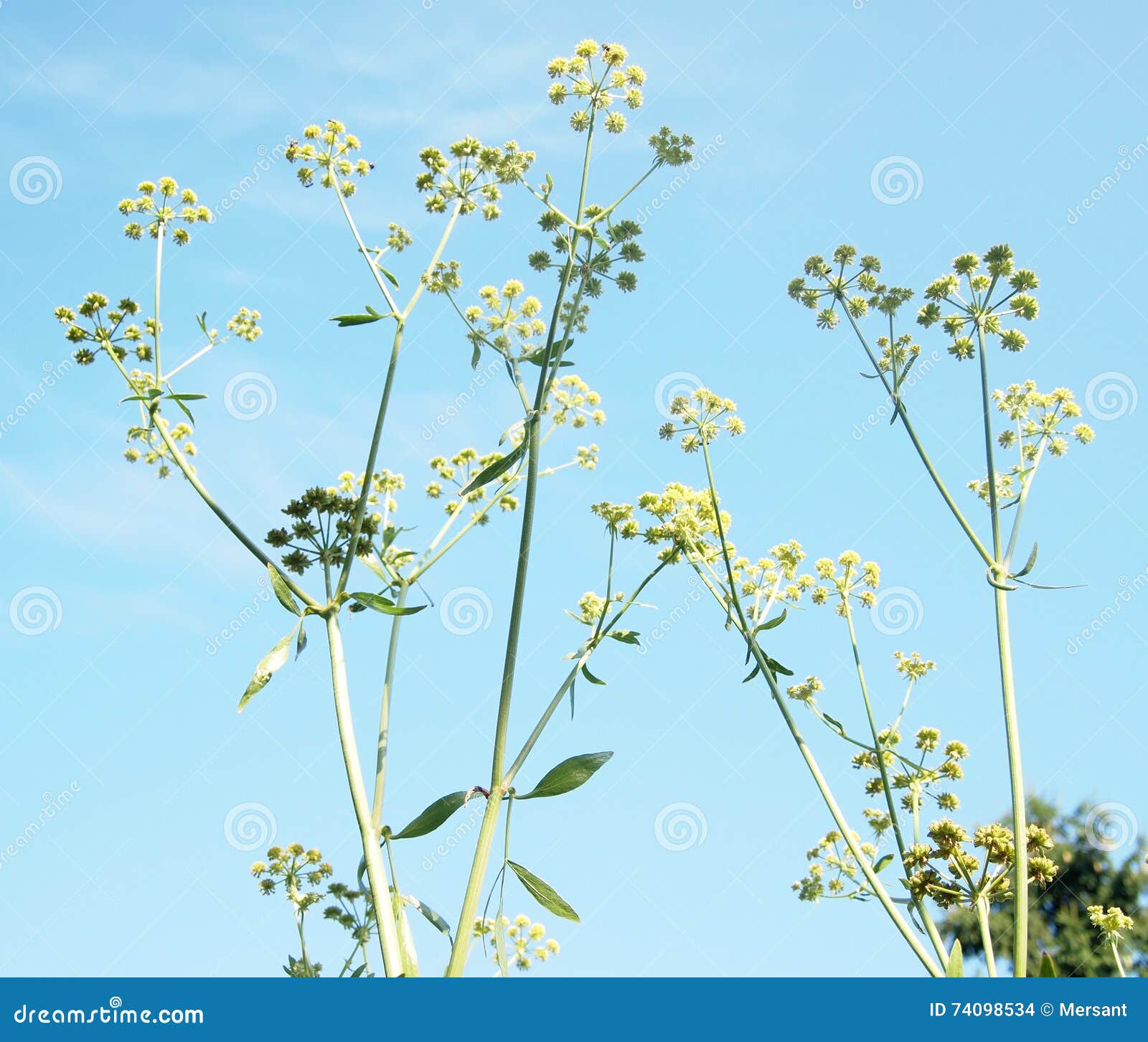 Lovage stock photo. Image of flower, levisticum, garden - 74098534