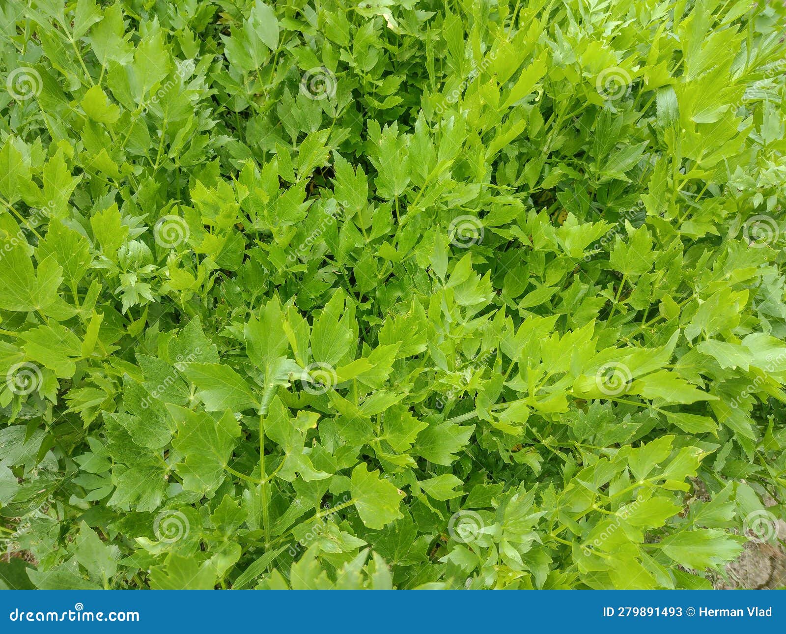 Lovage Plant in the Garden in Romania Stock Image - Image of nature ...