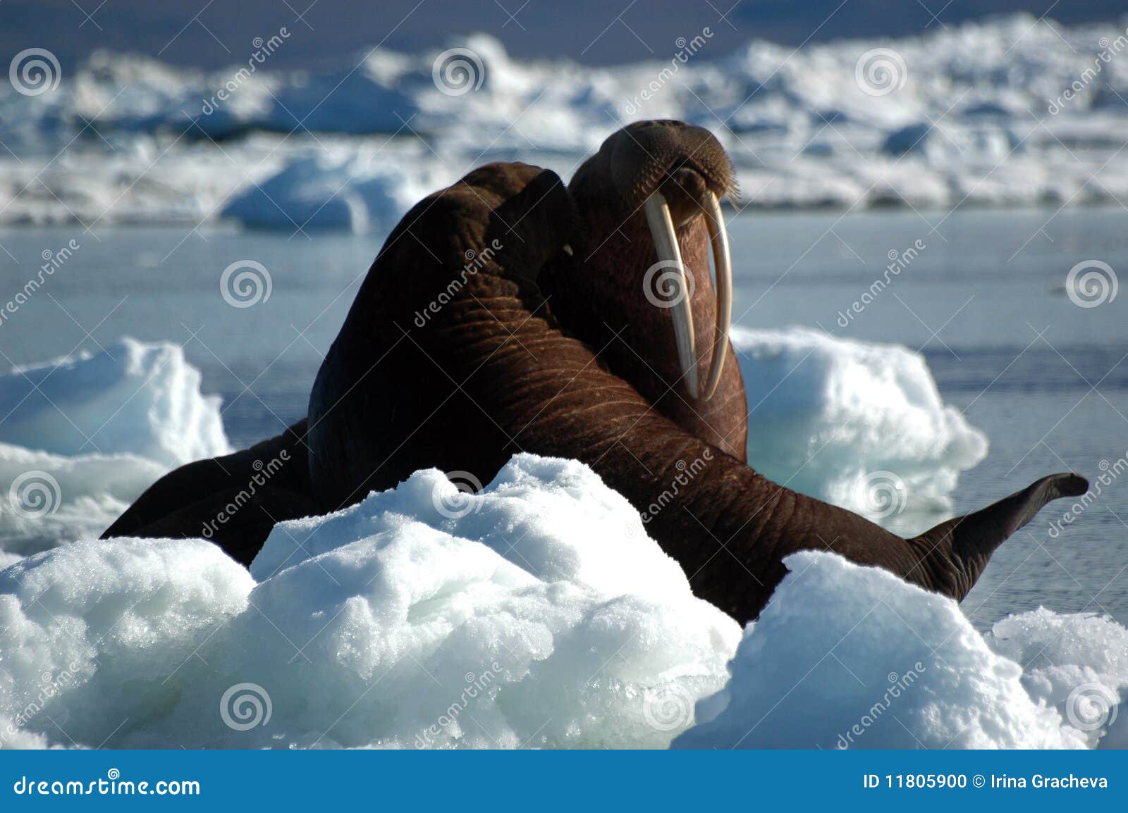 Iseberg Stock Photos - Free & Royalty-Free Stock Photos from Dreamstime