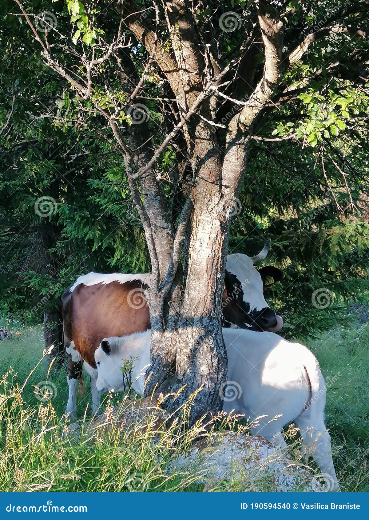 Two Beautiful Cows Under a Tree Stock Photo - Image of mammals, tree ...