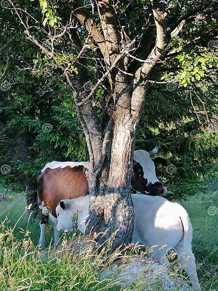 Two Beautiful Cows Under a Tree Stock Photo - Image of mammals, tree ...
