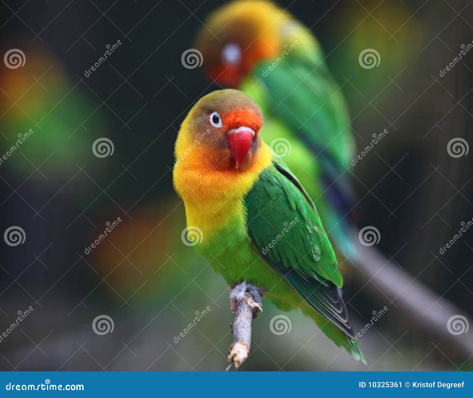 Love bird stock image. Image of colour, lovebird, colourful - 10325361