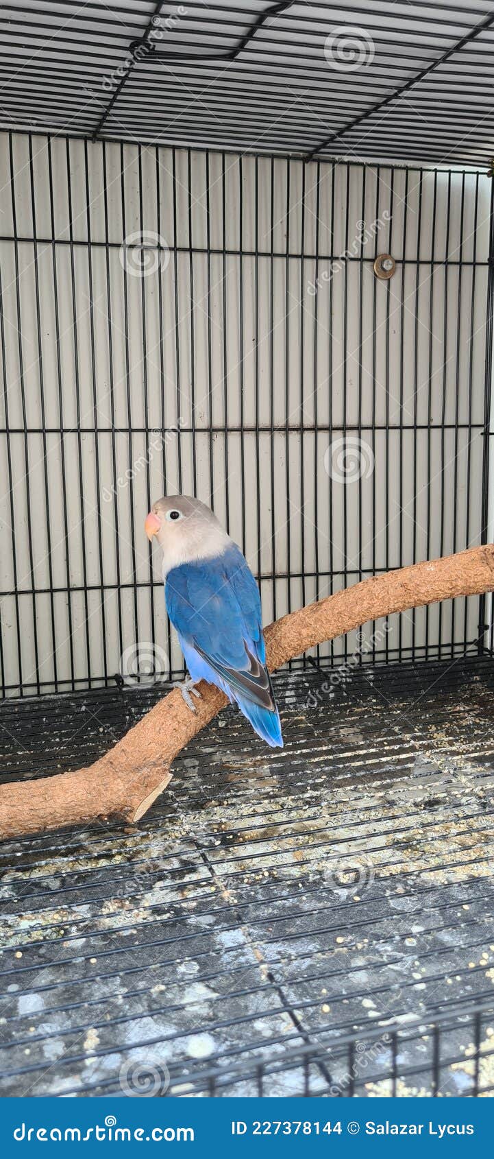 LOVE BIRD BIOLA BLUE VIOLET MR Stock Photo - Image of bird, violet ...