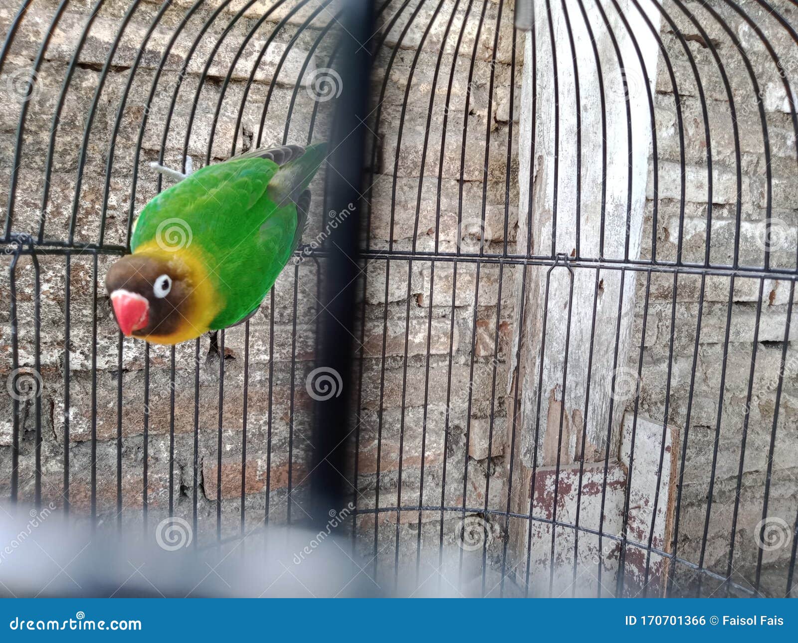 Love Bird with Colulourful Ready To Flay Stock Photo - Image of flay ...