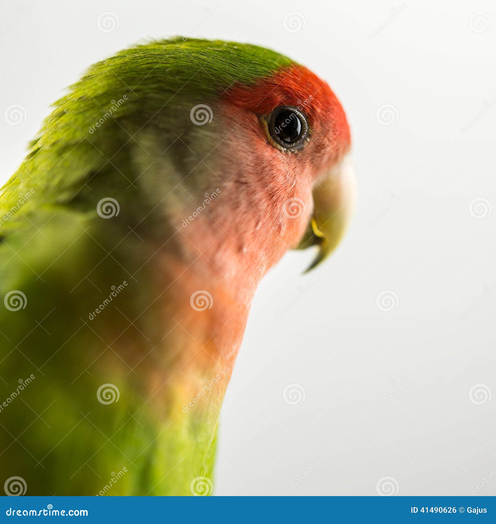 Love bird stock photo. Image of vivid, beautiful, white - 41490626