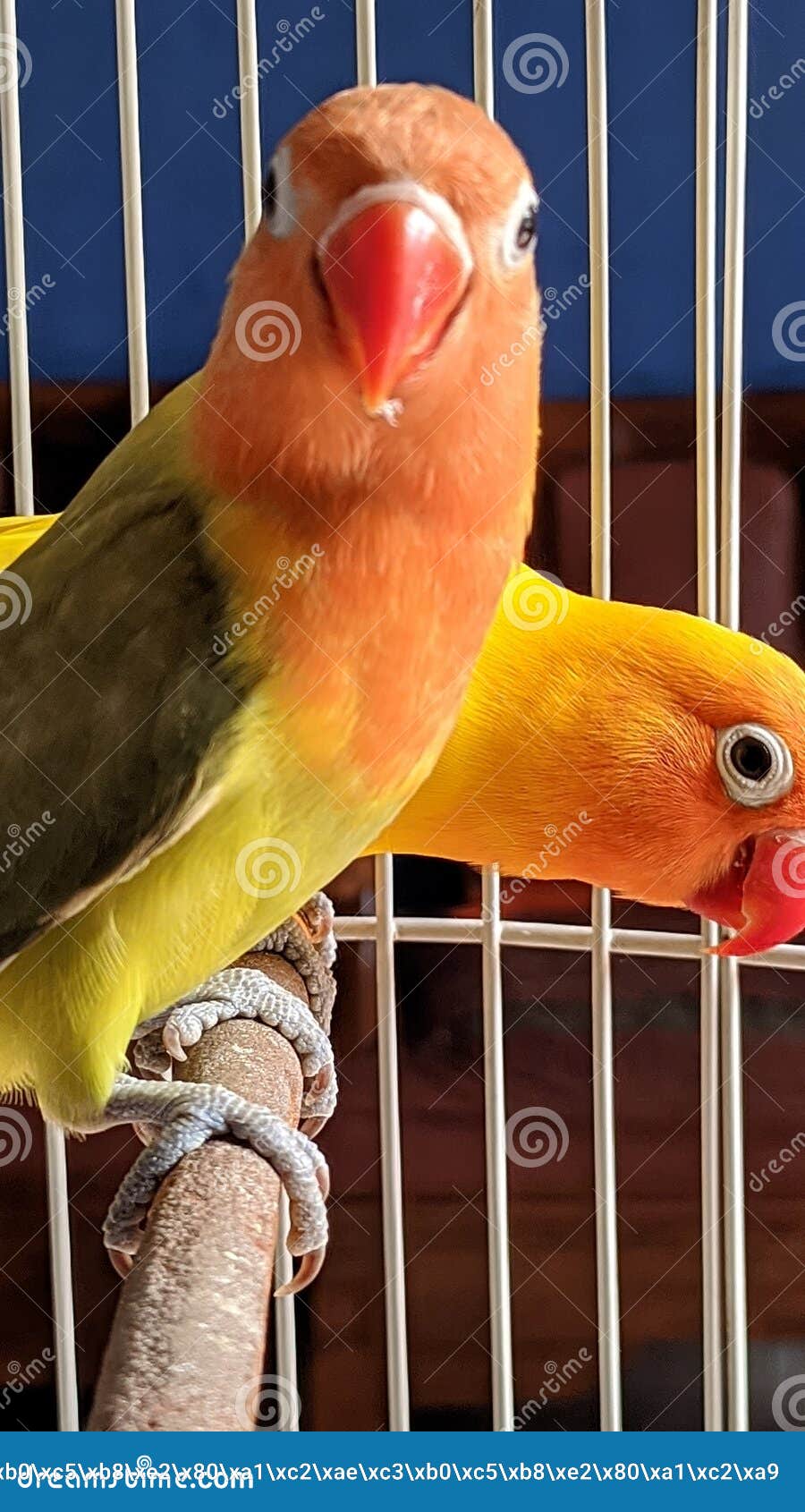 Love bird smile stock photo. Image of love, smile, cipeungsi - 204696074
